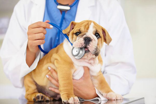 Veterinary Stethoscopes: The Best Choice for Animal Healthcare ...